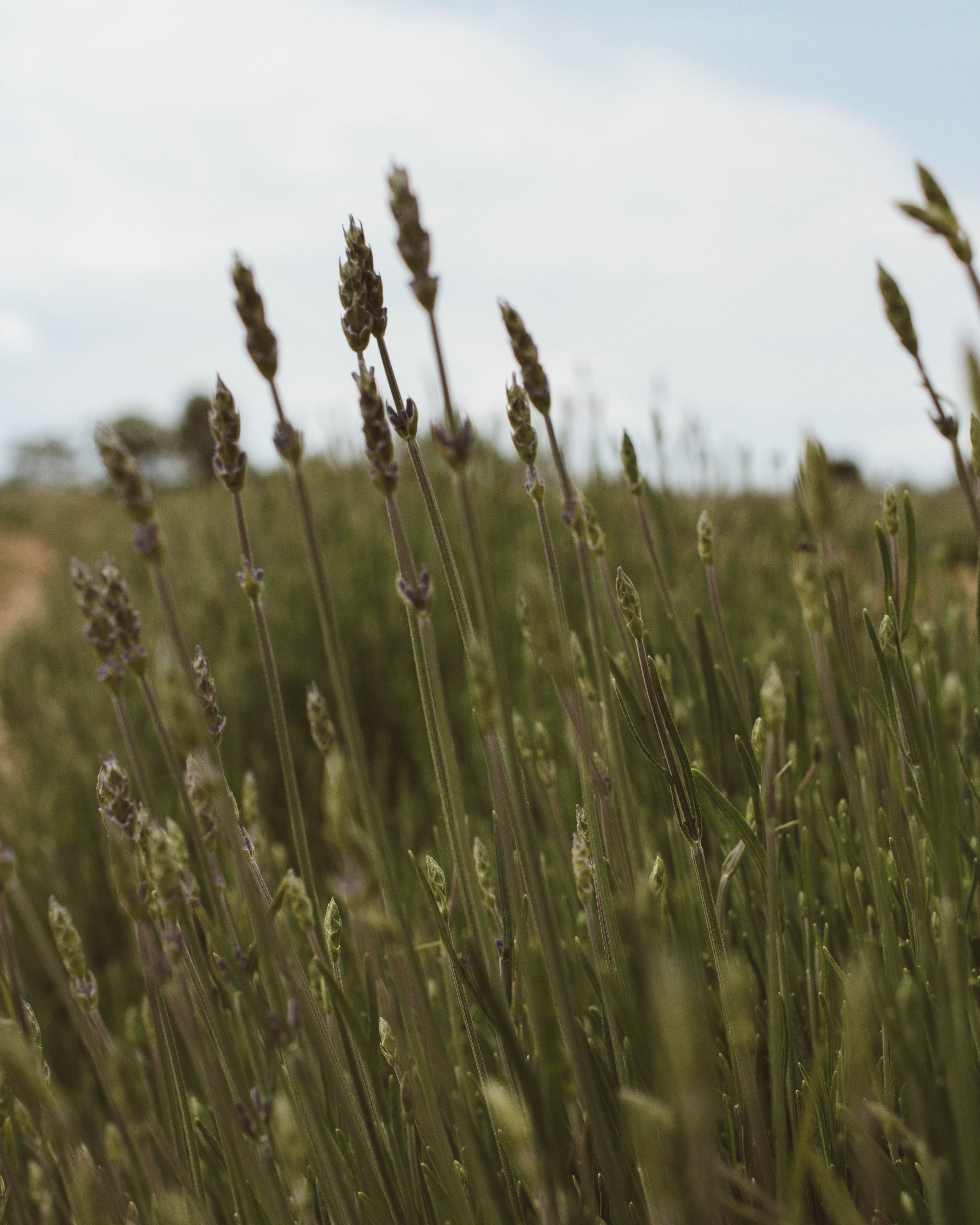 Facial Mist Water | Calming Lavender – Goldrick Natural Living